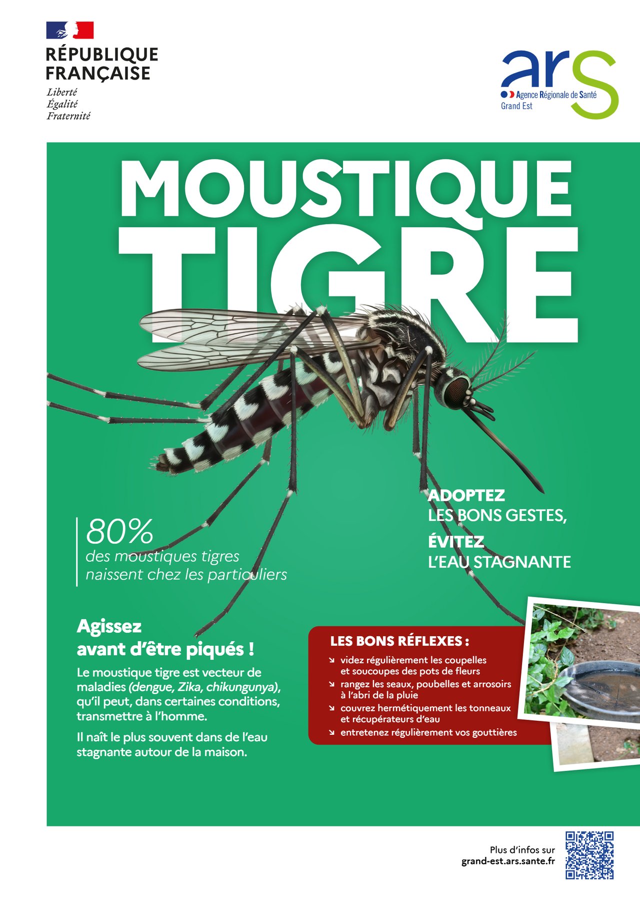 Moustique tigre : Bien le reconnaitre et éviter sa prolifération