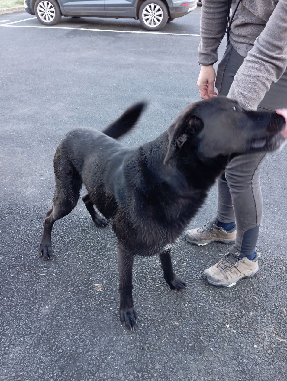 Chien perdu