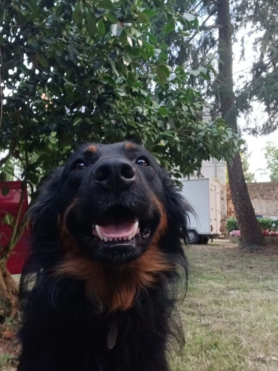Perdu chien