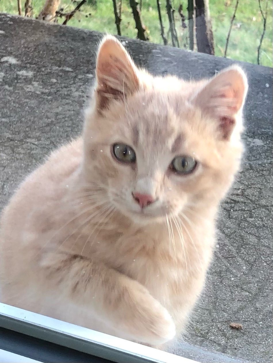 Chat perdu sur la commune