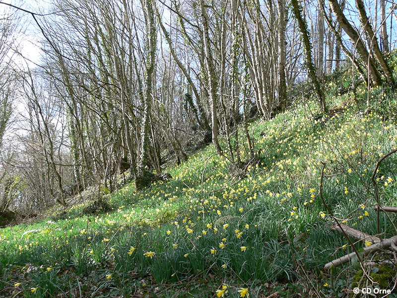 Sentier Les Méandres de l'Orne Camp de la Courbe